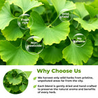 ginkgo biloba tea for mental clarity