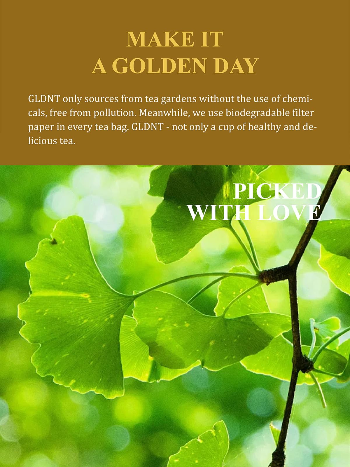 Ginkgo Biloba tea for wellness