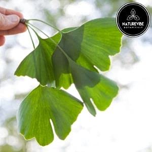 Ginkgo extract for cognitive health