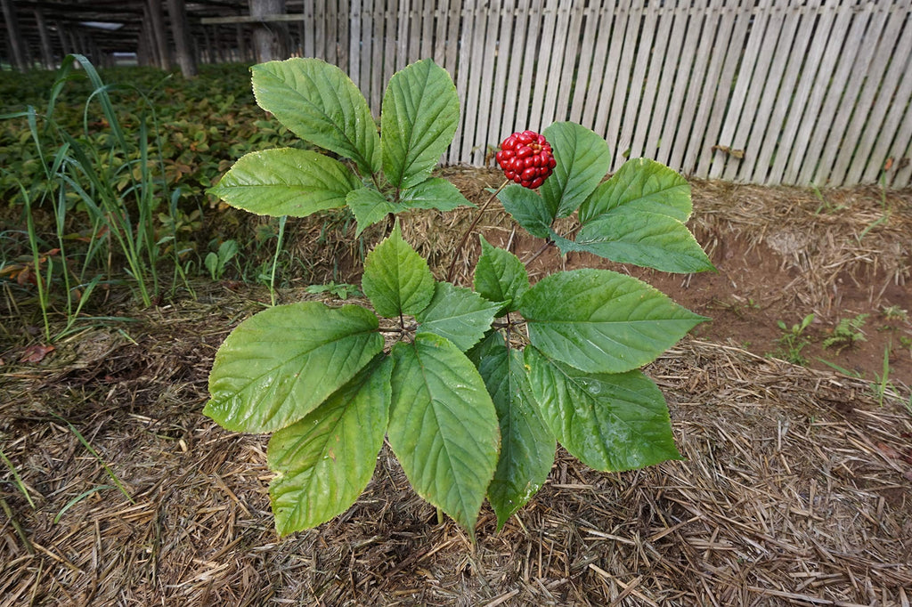 ginseng for improved vitality