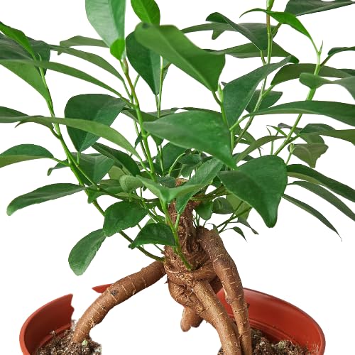Ginseng plant ideal for office decor