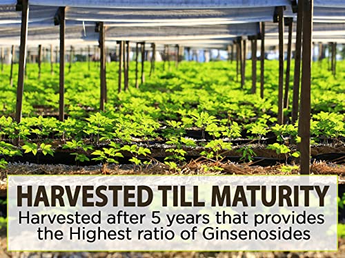 Ginseng powder for immune support