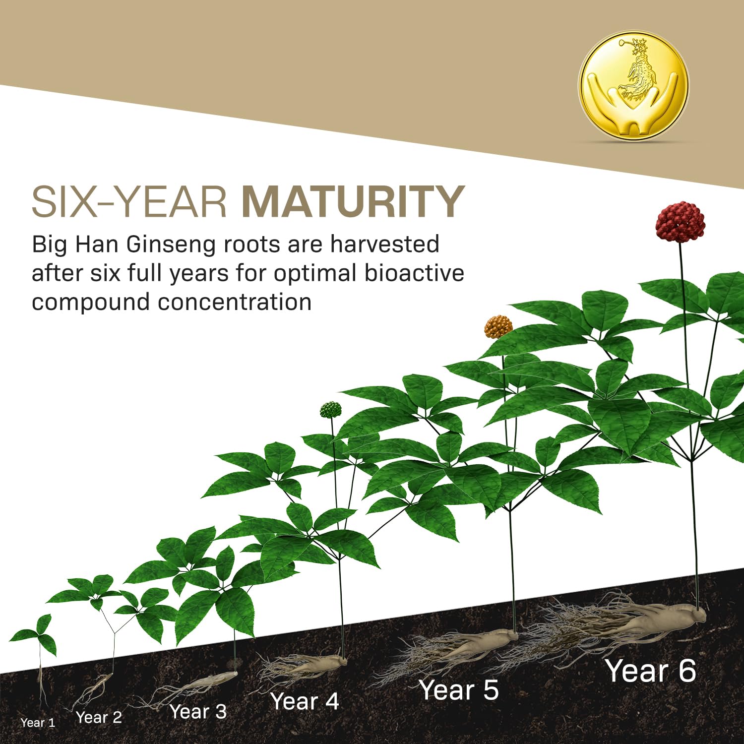 ginseng powder rich in ginsenosides