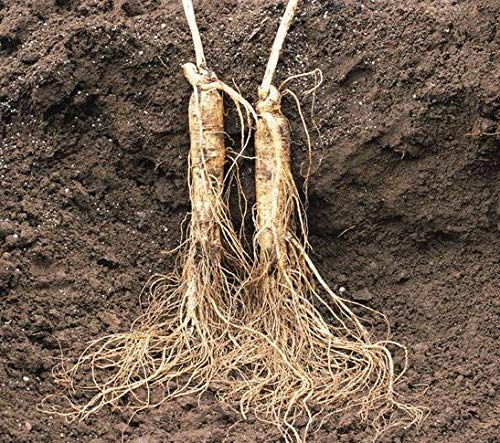 ginseng root extract for immunity