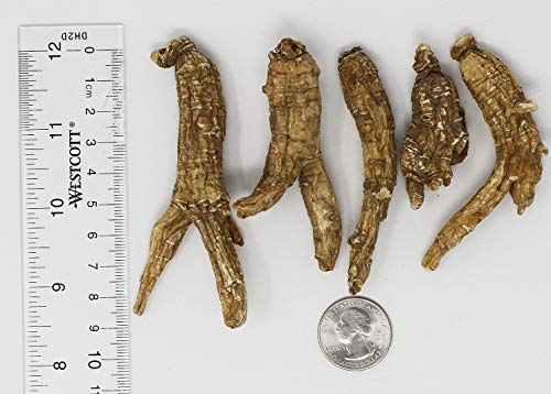 ginseng root for immune health