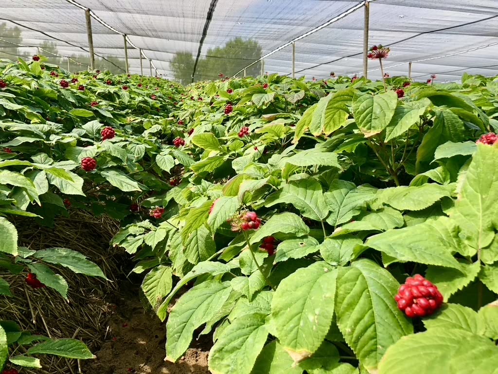 ginseng roots as a natural supplement