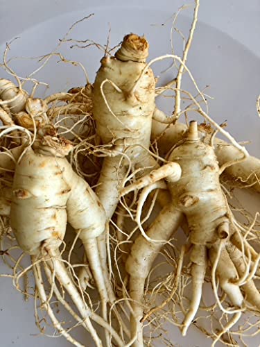 ginseng roots for family health