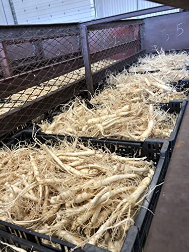 ginseng roots for holistic health