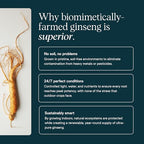 Ginseng supplement for improved concentration