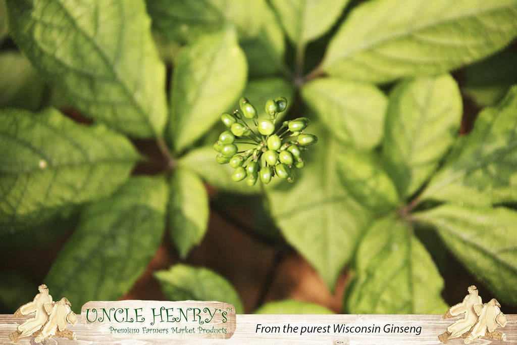 ginseng supplement for wellness