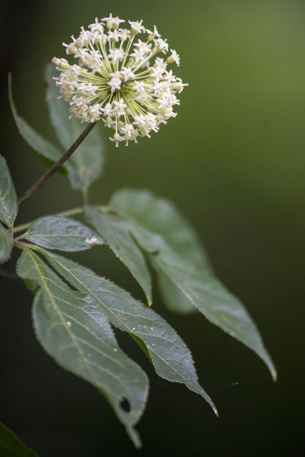 ginseng tea for enhanced focus
