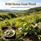 Ginseng tea for wellness support