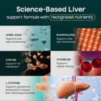 glandular extracts for liver wellness