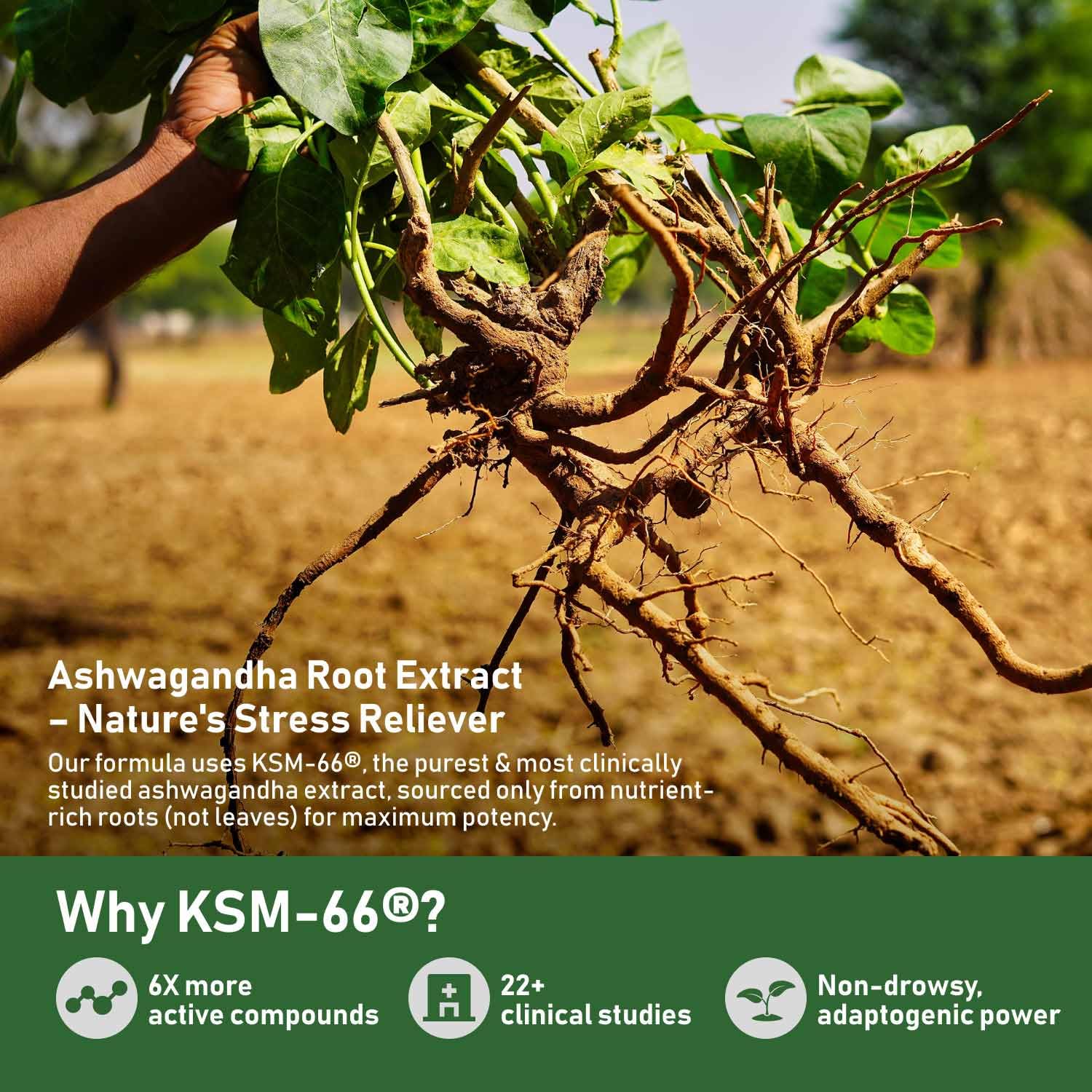 GlowEver KSM-66 ashwagandha for mood support