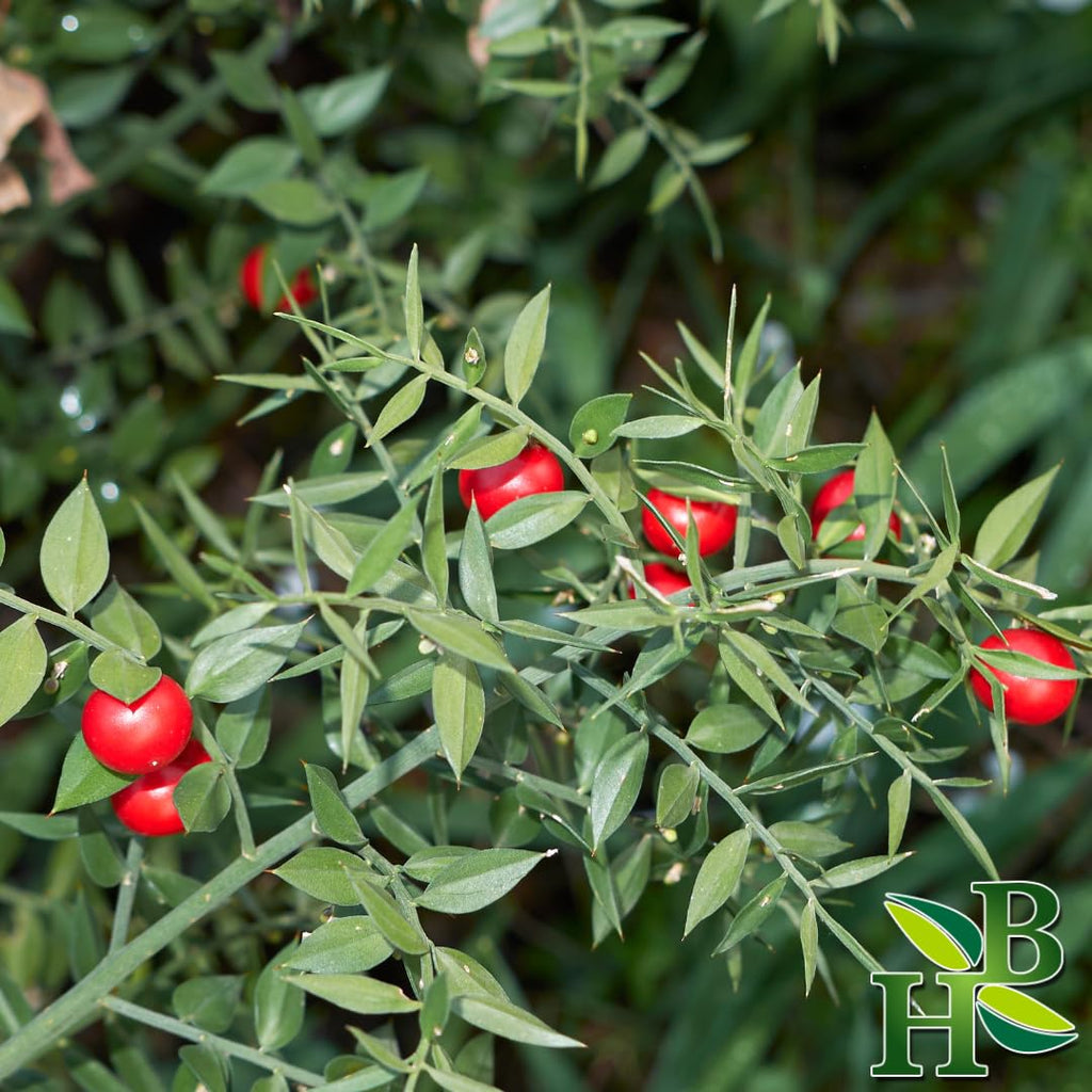 Gluten-free herbal tea ingredient