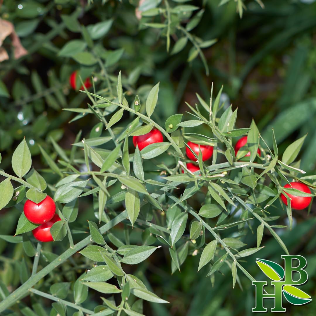 Gluten-free herbal tea ingredient
