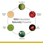 gluten-free protein powder option