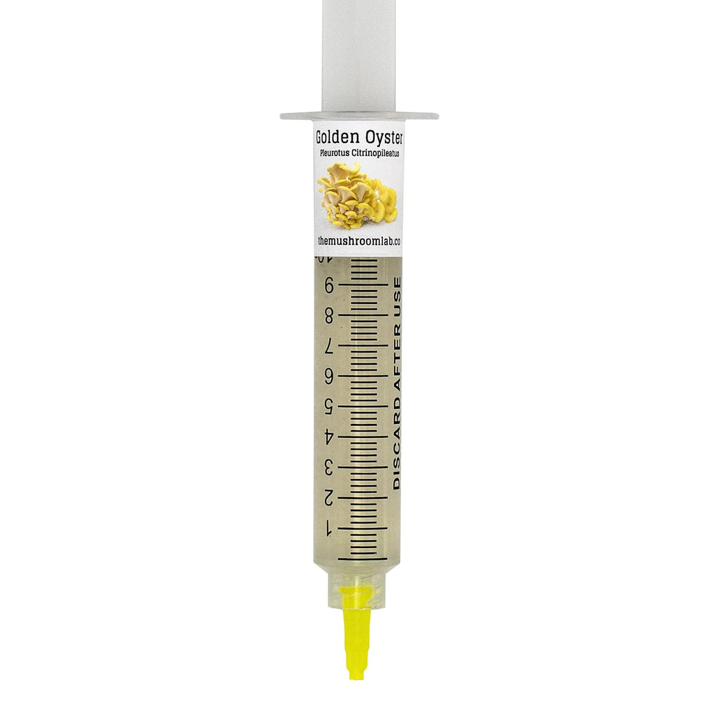 Golden Oyster mushroom liquid culture