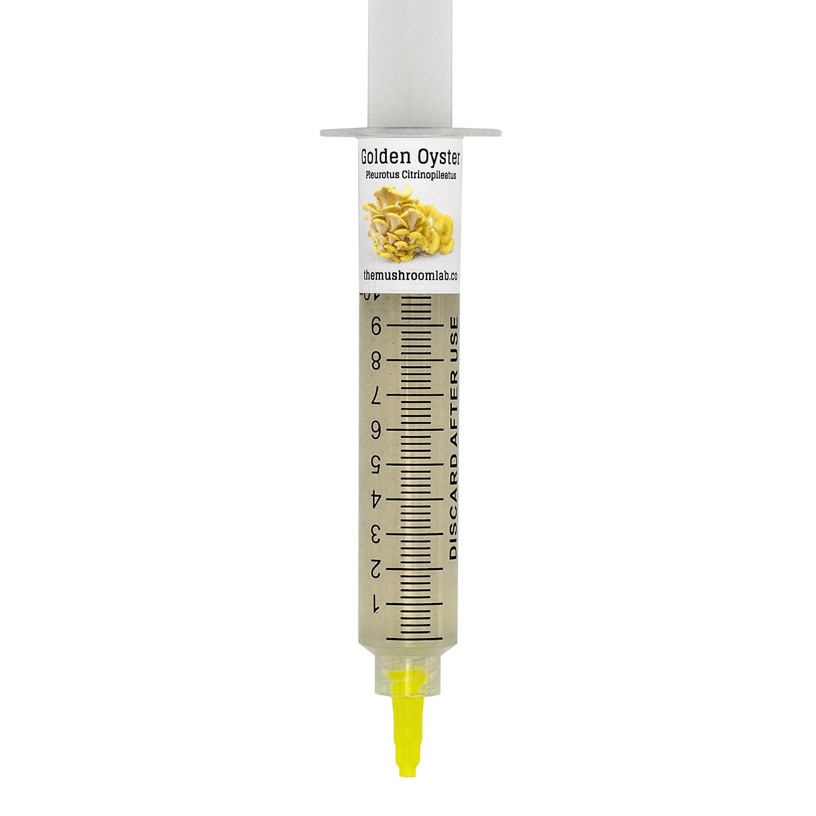 Golden Oyster mushroom liquid culture