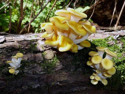 Golden Oyster mushrooms for unique flavours