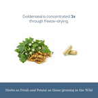 Goldenseal capsules for overall wellness