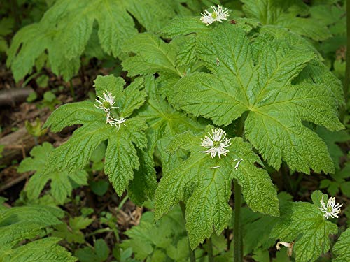 goldenseal extract promotes overall health