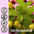 Goldenseal for digestive health benefits