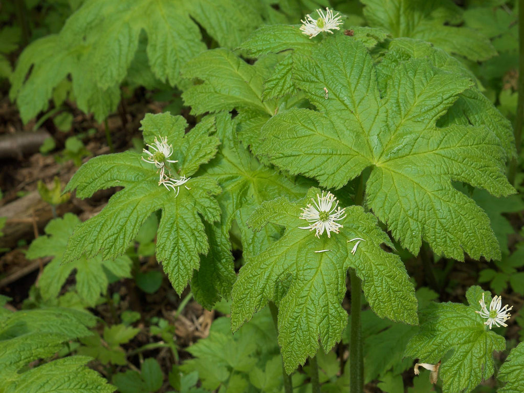 goldenseal herbal remedy for colds