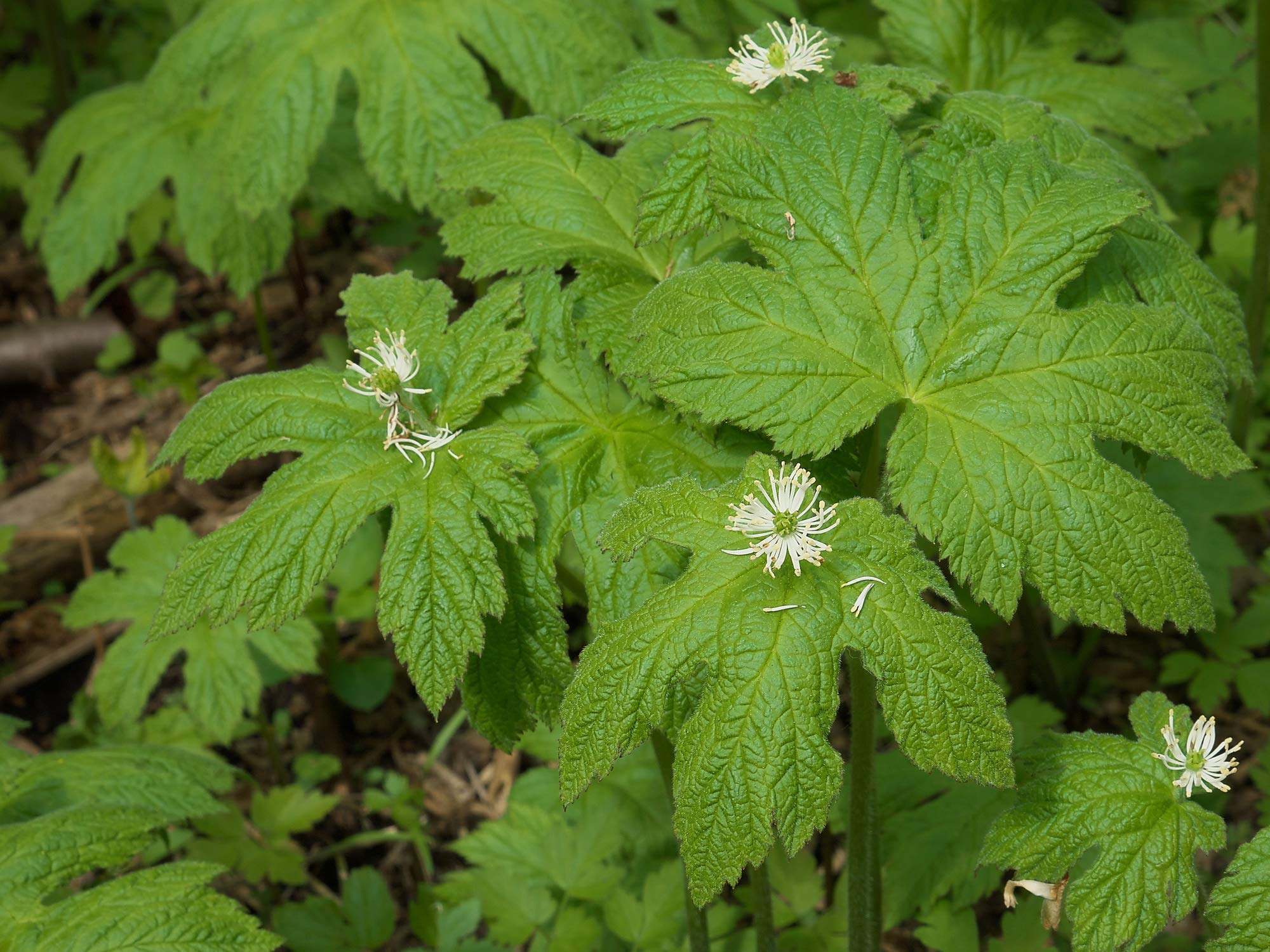 goldenseal herbal remedy for colds