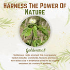 Goldenseal powder for herbal remedies