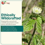 goldenseal root for herbal tea