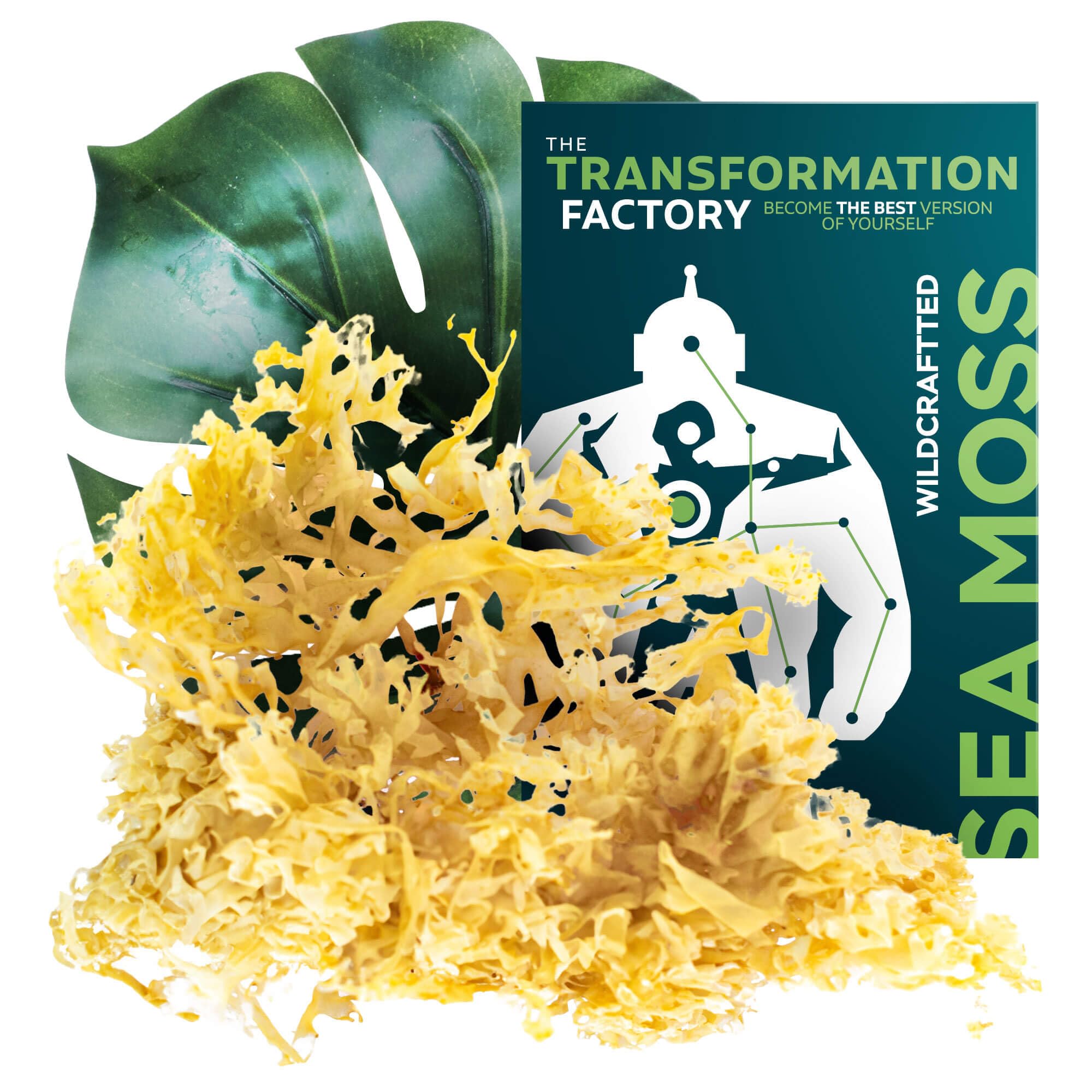 goldenseal supplement for immune support