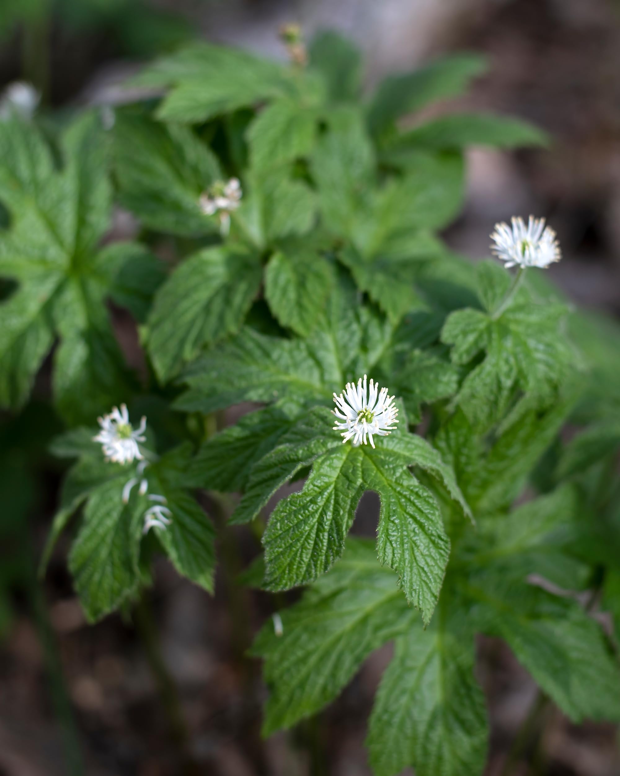 goldenseal supplement for natural immunity