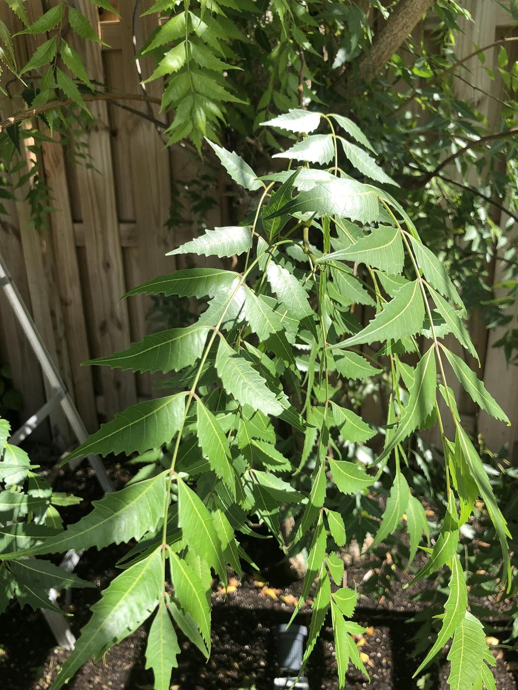 goodluck ganesha neem leaves