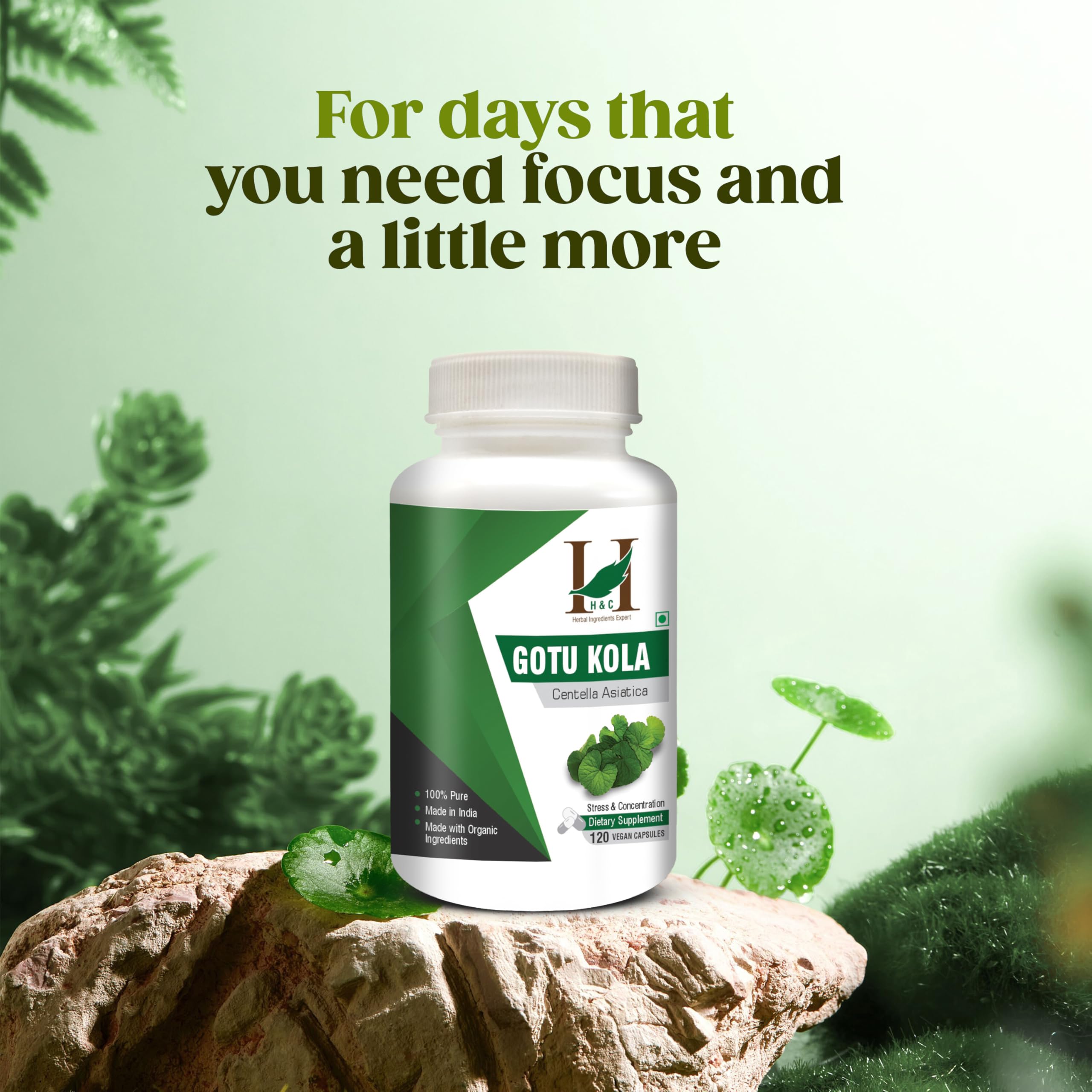 gotu kola extract for mental clarity