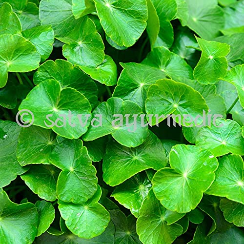 gotu kola extract for rejuvenation