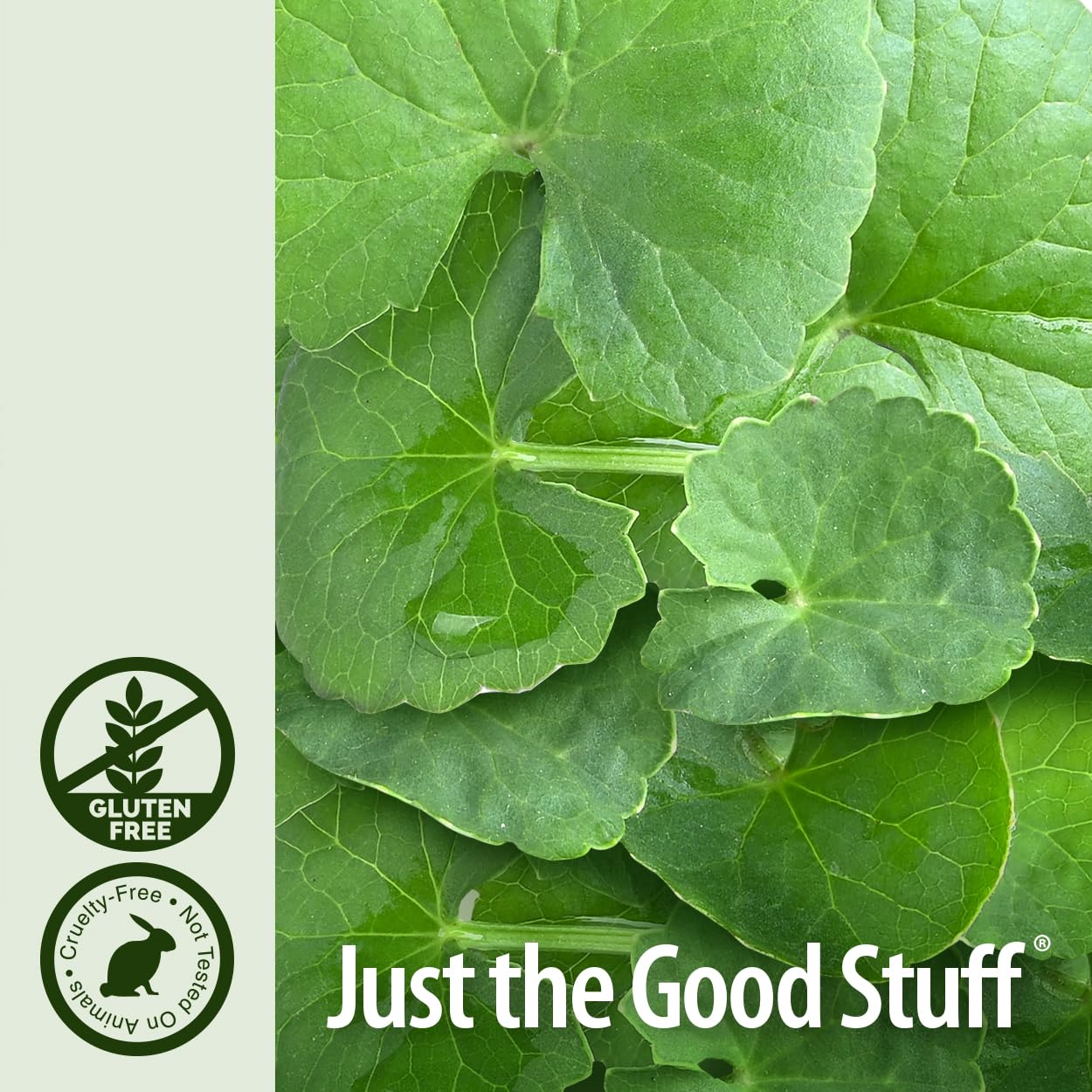 Gotu-Kola for mental clarity