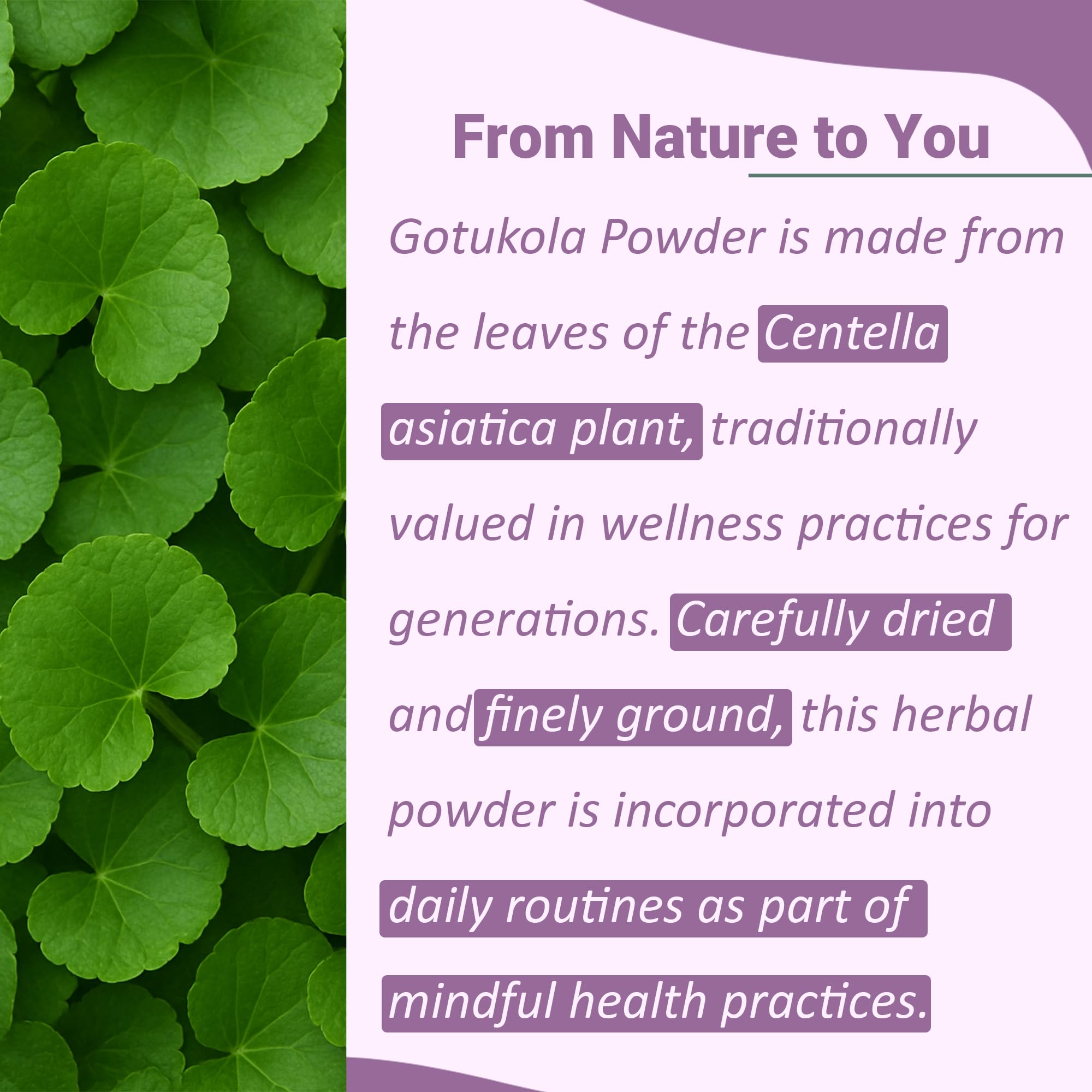 gotu kola herbal tea benefits