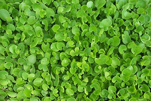 gotu kola supplement for cognitive support