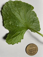 gotu kola tea for stress relief