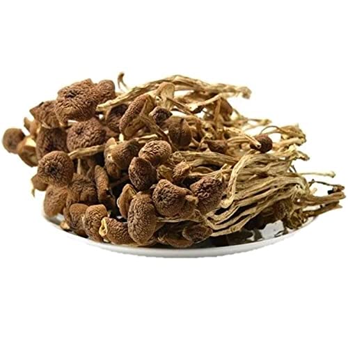 Gourmet mushrooms for culinary delights