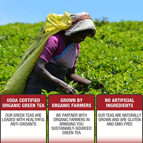 gourmet organic green tea bags