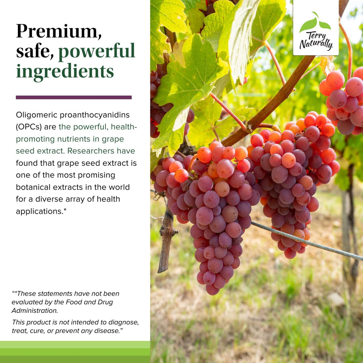 Grape seed extract for healthy circulation