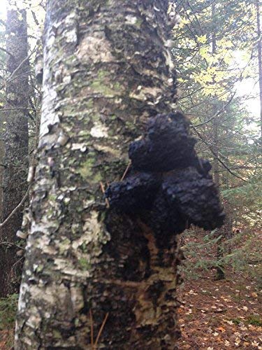 great lakes treats chaga tea