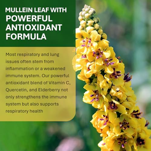 great mullein for natural healing