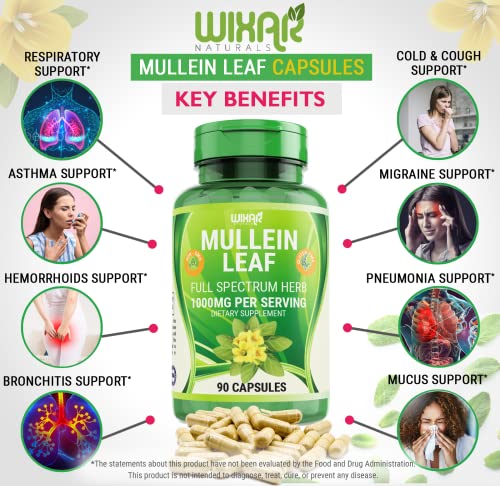 great mullein for respiratory wellness