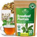 Greater Broadleaf herbal tea bags