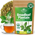 Greater Plantain Leaf herbal tea