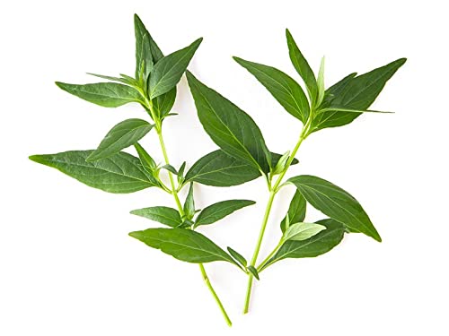 green chirette for overall wellness