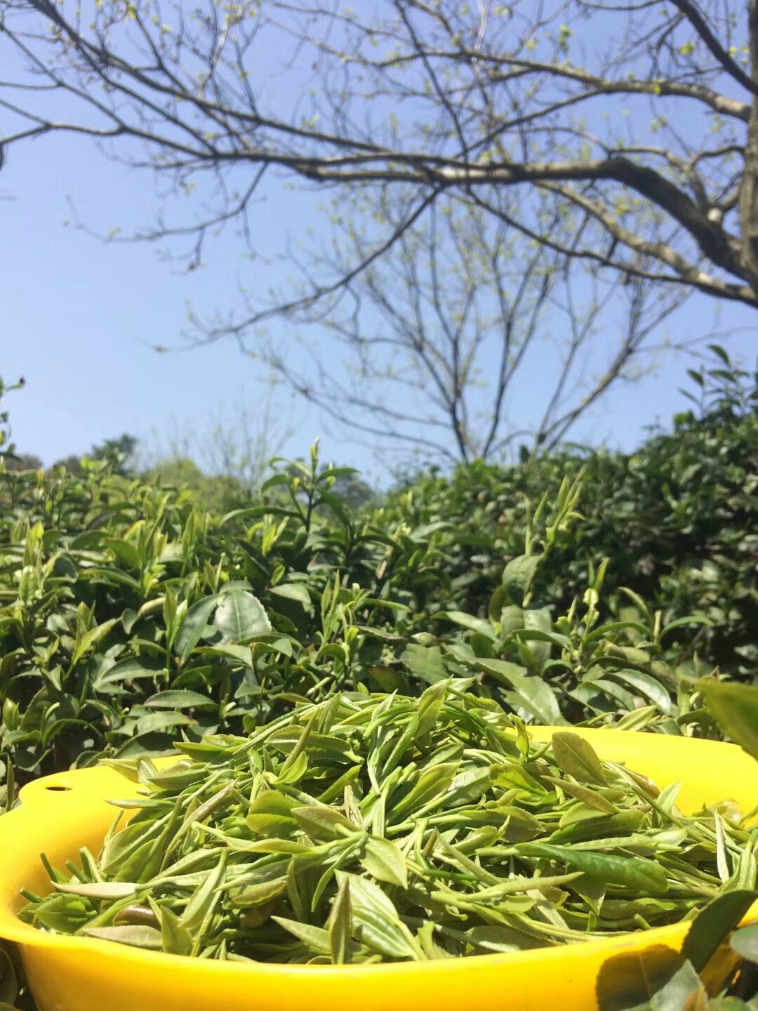 green tea brewing temperature